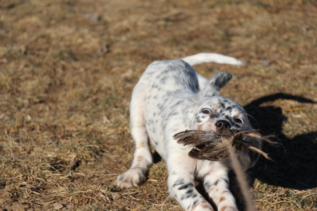 Piper caught it – PAINT RIVER SETTERS