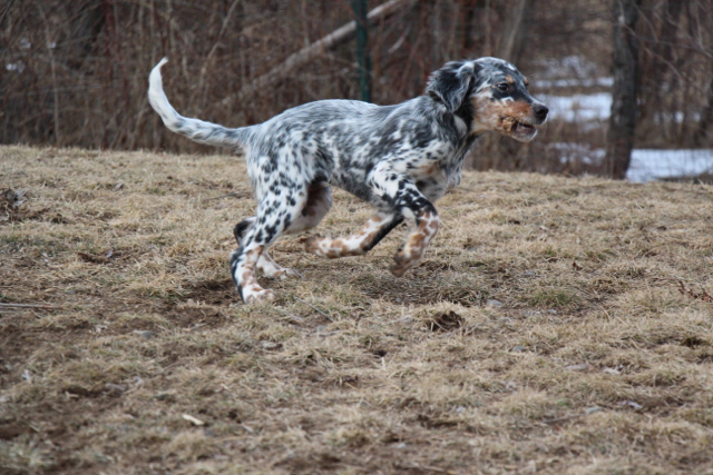 3-3llew12 – PAINT RIVER SETTERS