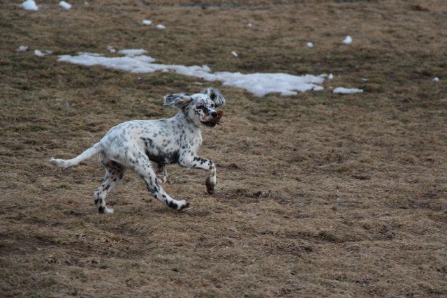 3-3llew35 – PAINT RIVER SETTERS