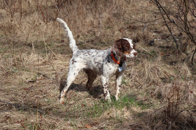 4/14/13 Widget point – PAINT RIVER SETTERS