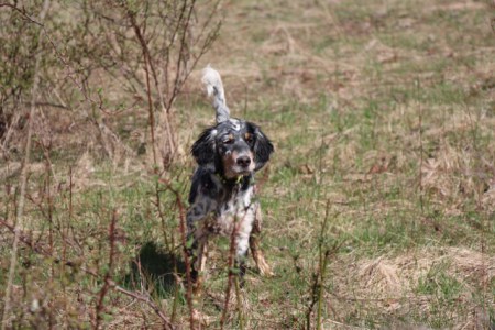 In all their pointing glory – PAINT RIVER SETTERS