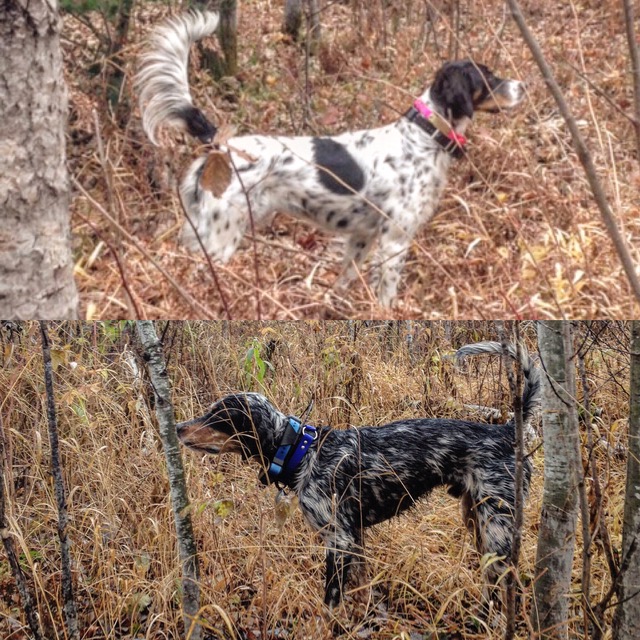JOLENE IS IN HEAT! – PAINT RIVER SETTERS