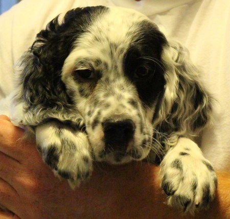Olympus from The Cameras Litter is available!! Last Llewellin Setter ...