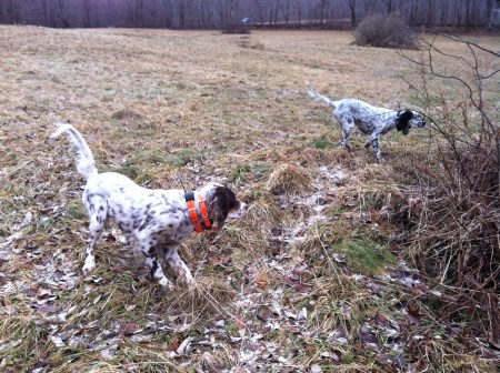 A January hunt for Paint River llews – PAINT RIVER SETTERS
