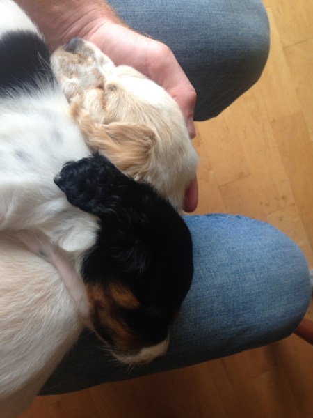 Paint River’s new additions … – PAINT RIVER SETTERS