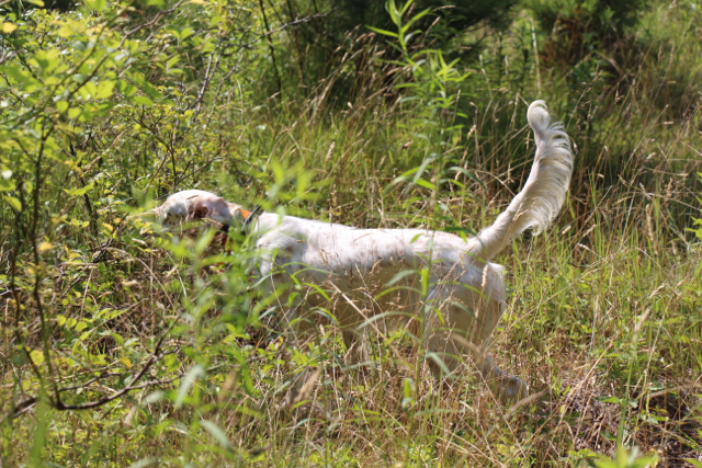 Omi point2-2 – PAINT RIVER SETTERS