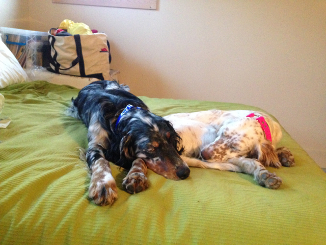 omiimii12 – PAINT RIVER SETTERS