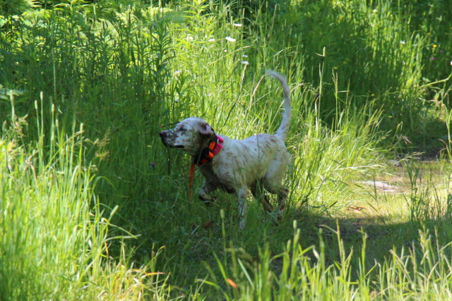 omiimii2 – PAINT RIVER SETTERS