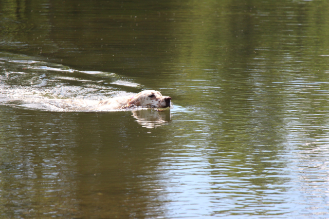 omiimii7 – PAINT RIVER SETTERS