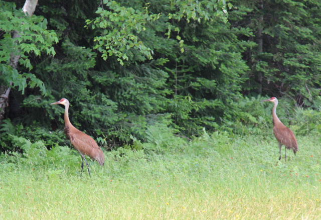 sandhill cranes2 – PAINT RIVER SETTERS