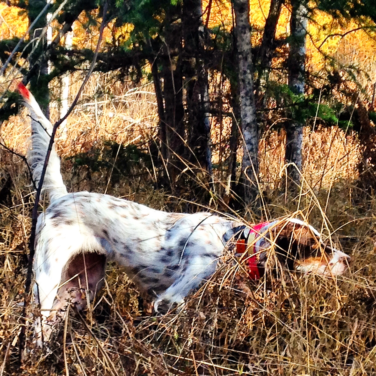 widget pointing grouse3 – PAINT RIVER SETTERS
