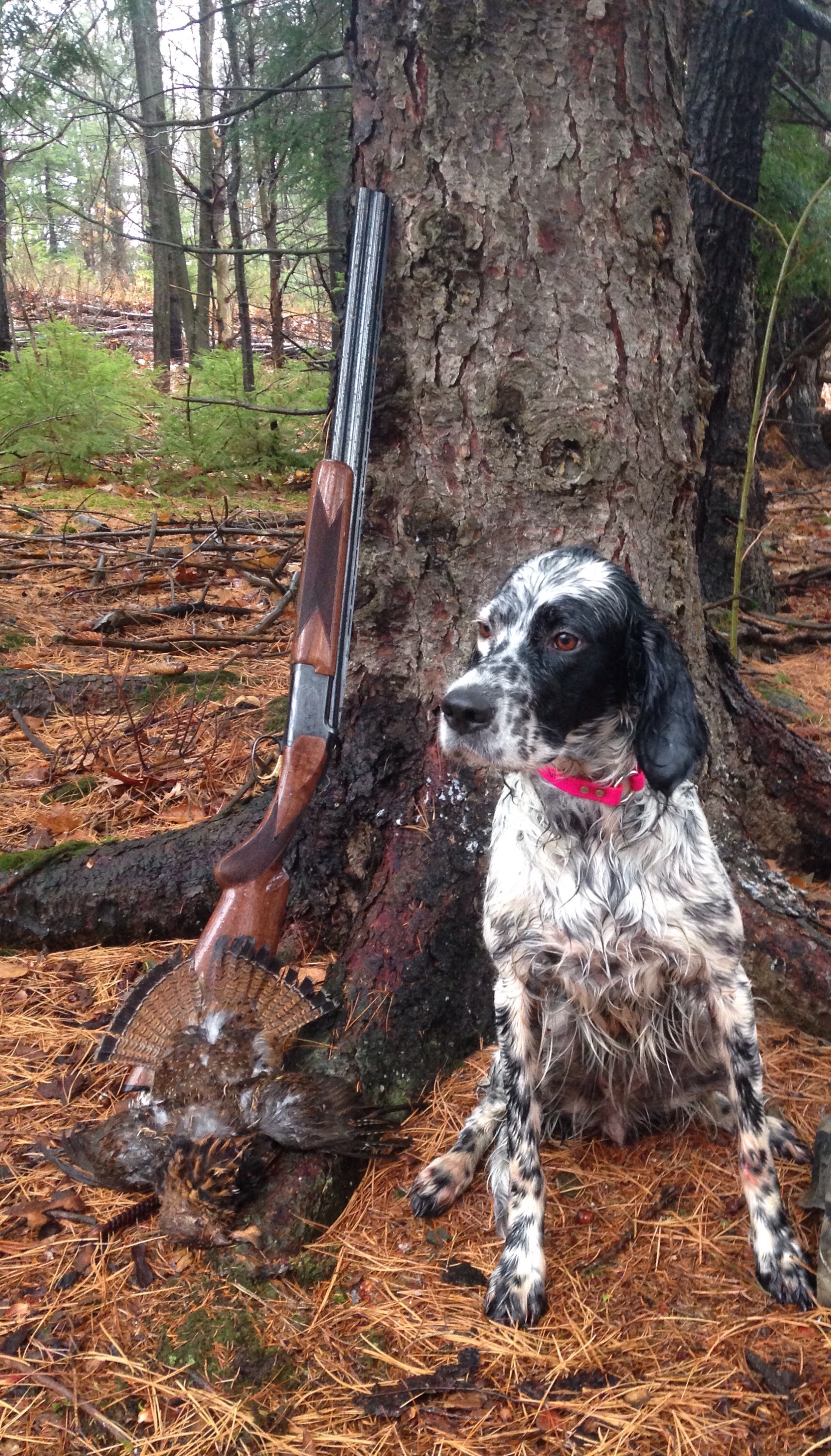 Pixel is due to whelp in less than 3 weeks – PAINT RIVER SETTERS