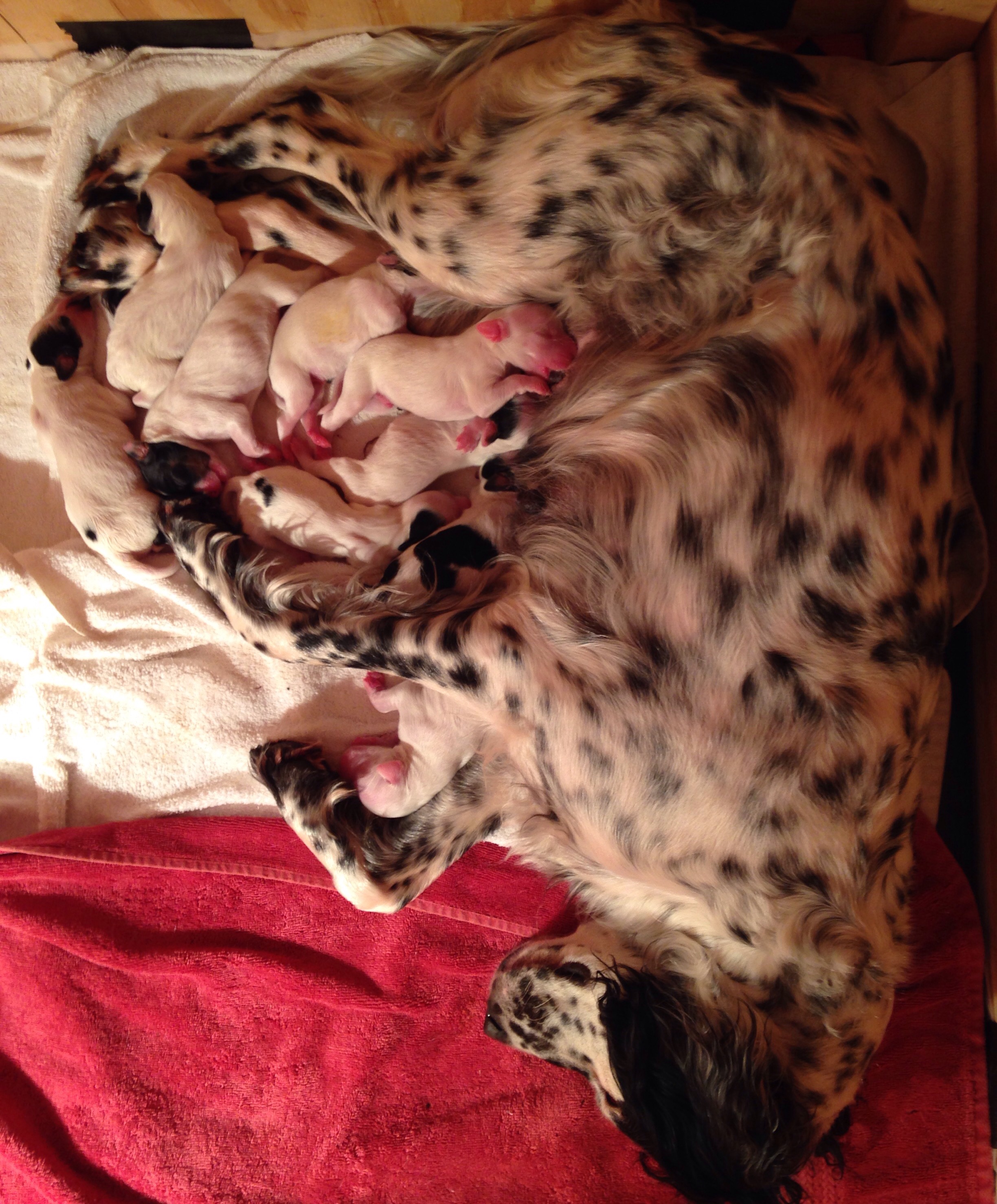 img_5058 – PAINT RIVER SETTERS