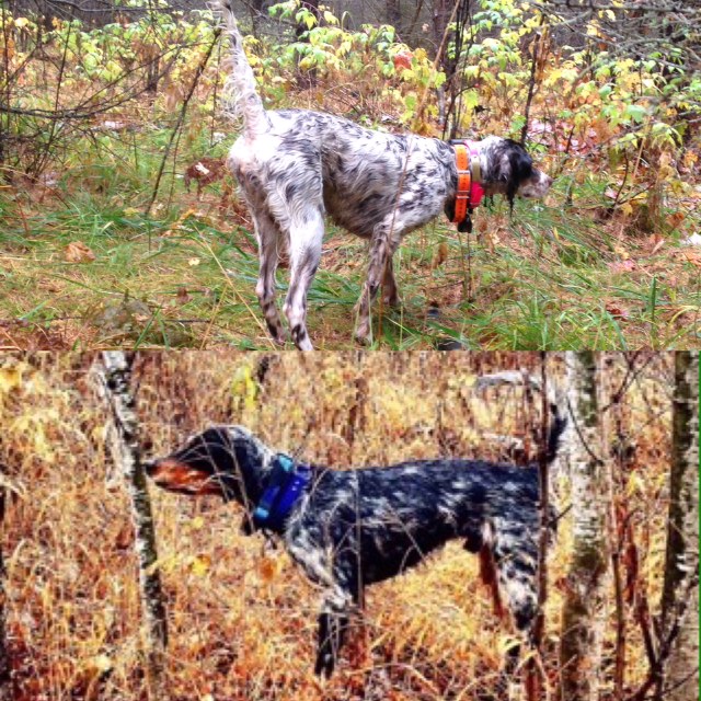 PAINT RIVER’S WIDGET LEVI HAS BEEN BRED. PUPS DUE 4/8/17! – PAINT RIVER ...