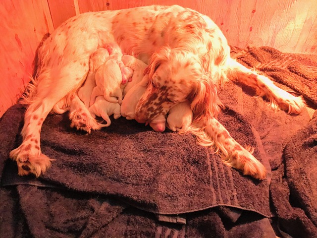 Omiimii whelped 9 pups! – PAINT RIVER SETTERS
