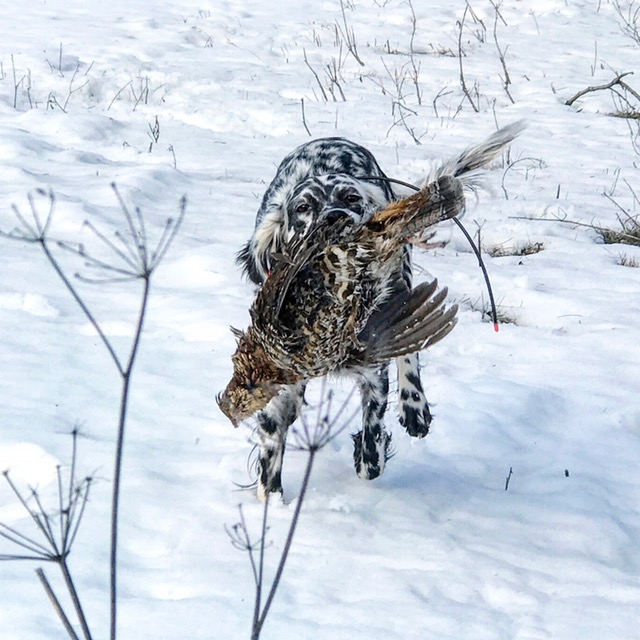Great late season hunt today! – PAINT RIVER SETTERS