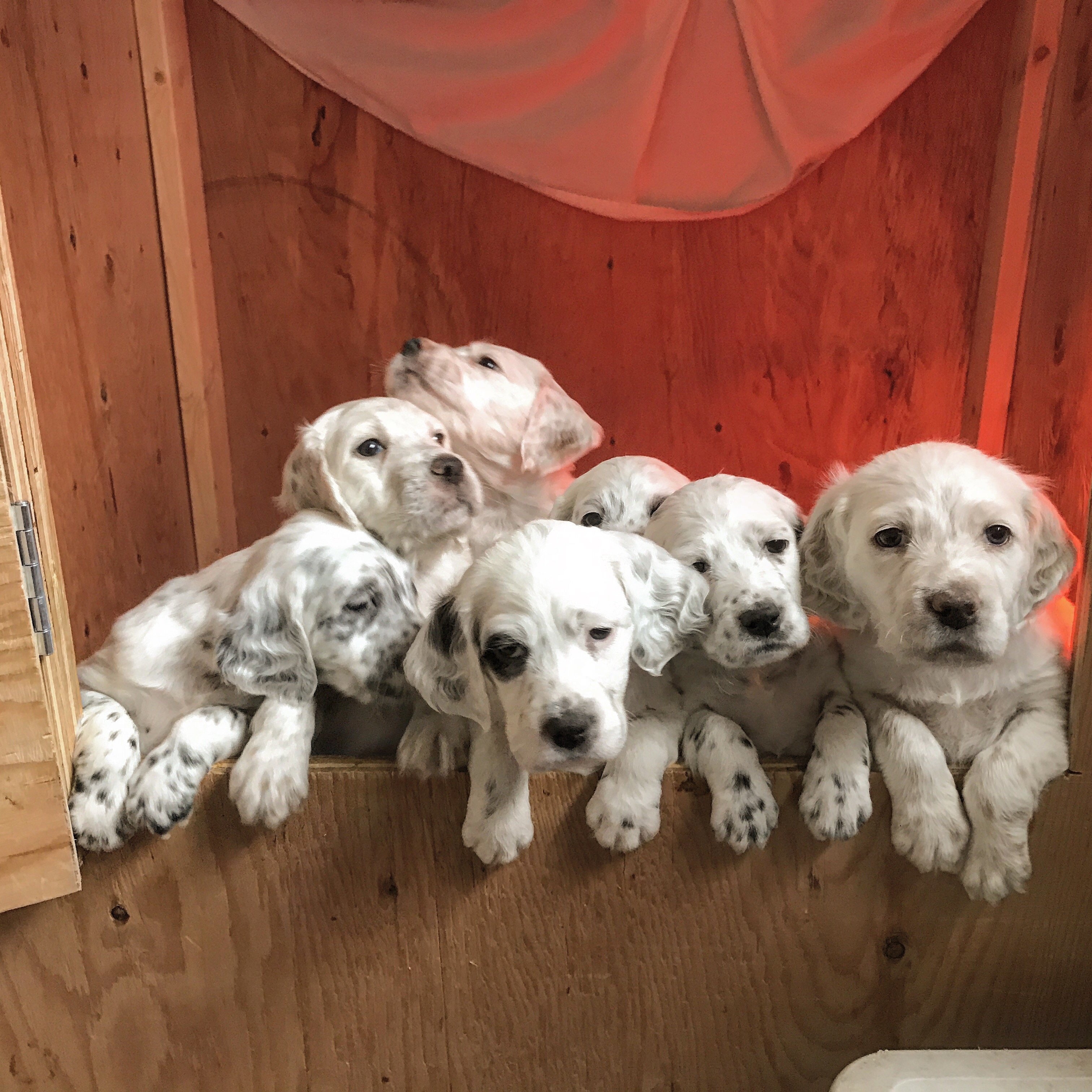 The Critters are 5 weeks old – PAINT RIVER SETTERS