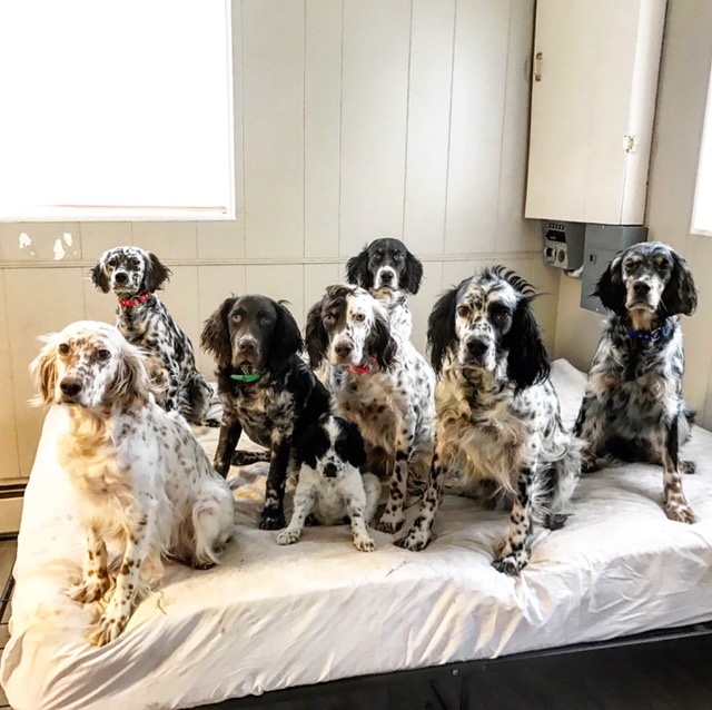 The Paint River Pack – PAINT RIVER SETTERS