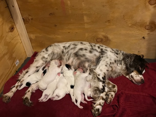 The Superheros Litter! – PAINT RIVER SETTERS