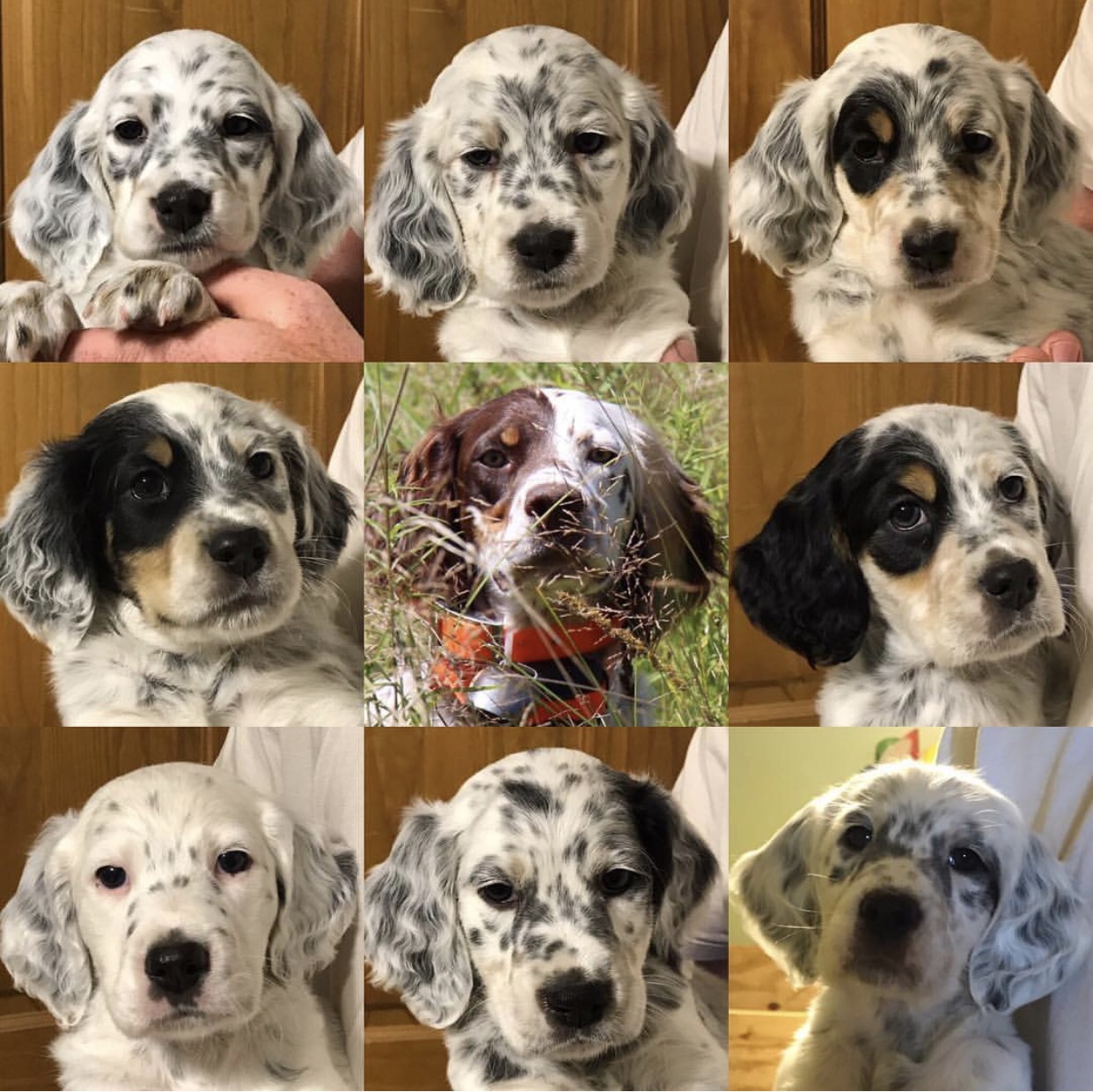 The Superheros pose at 7 weeks old – PAINT RIVER SETTERS
