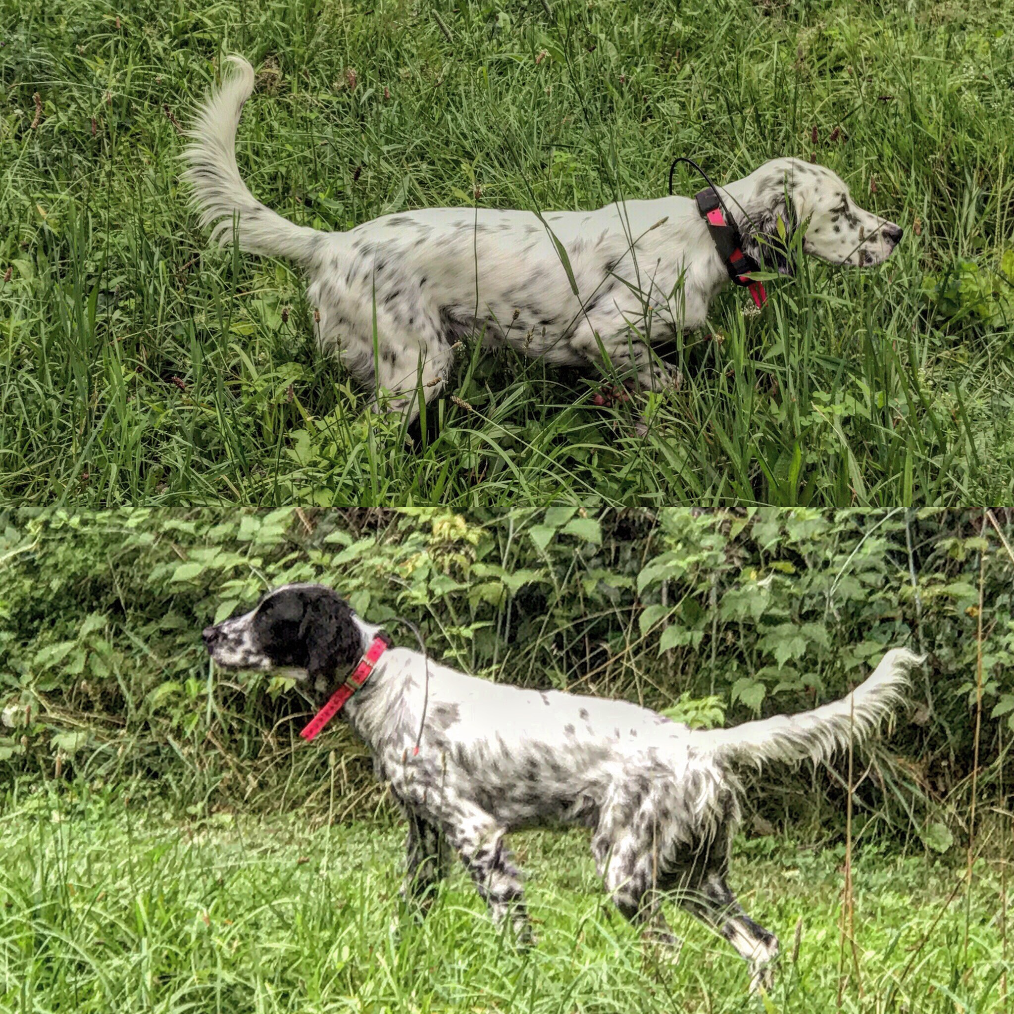 Stella and Missy looking good! – PAINT RIVER SETTERS