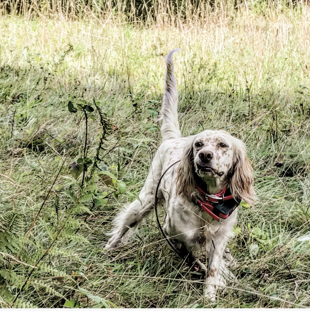 28 Days! – PAINT RIVER SETTERS