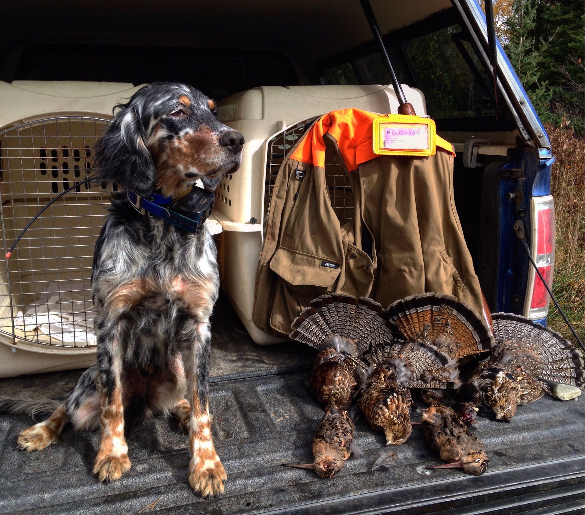 PRL is “#birddogoftheday” on Instagram! – PAINT RIVER SETTERS