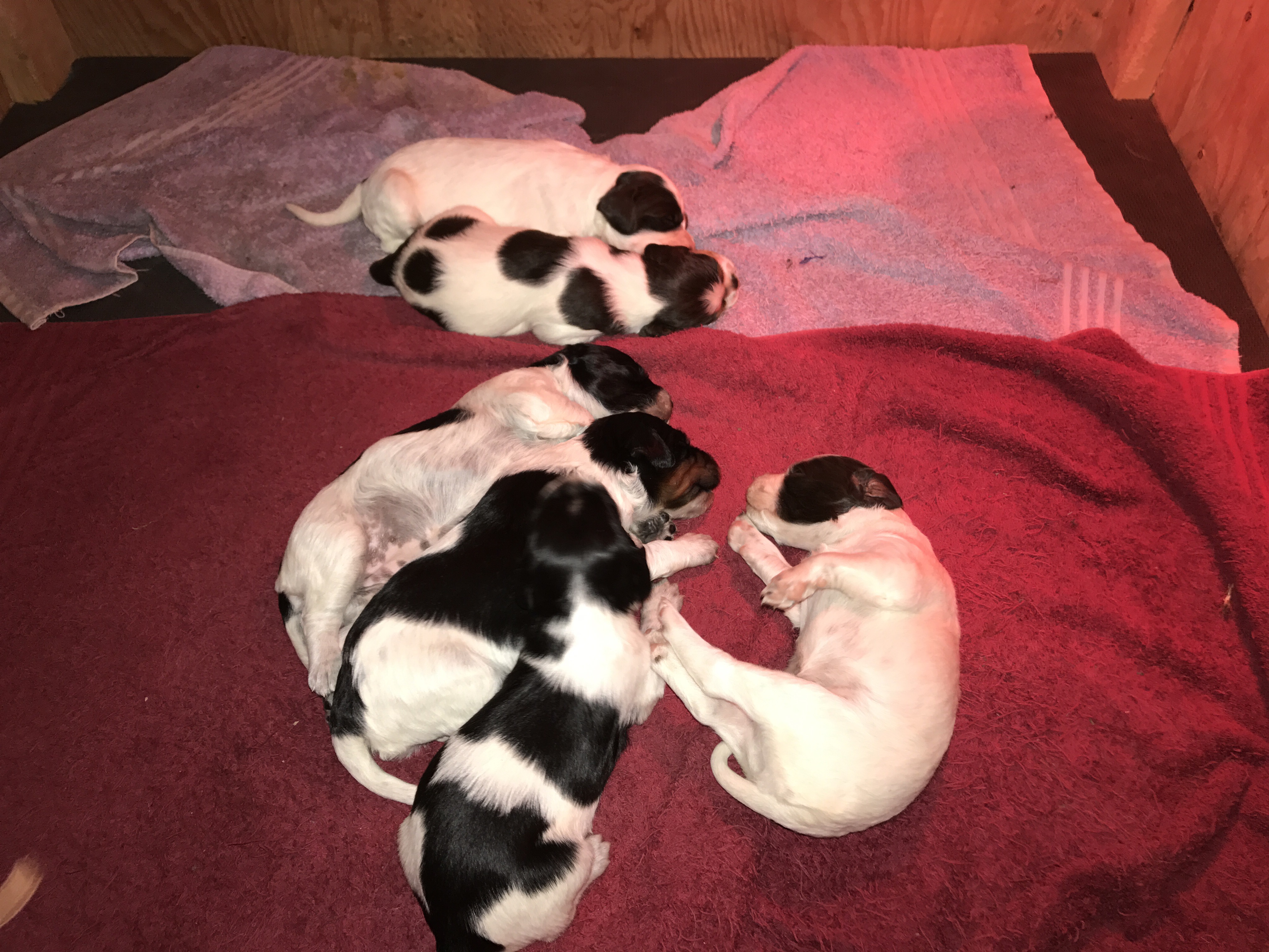 Pixel pups two weeks old – PAINT RIVER SETTERS