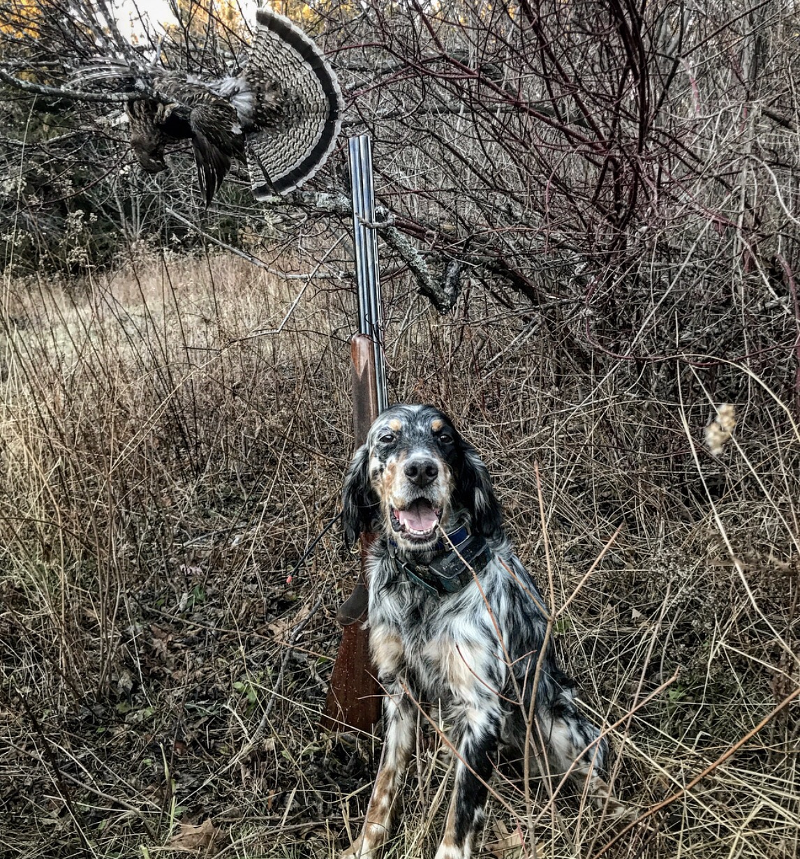 Happy Birthday Duncan – PAINT RIVER SETTERS