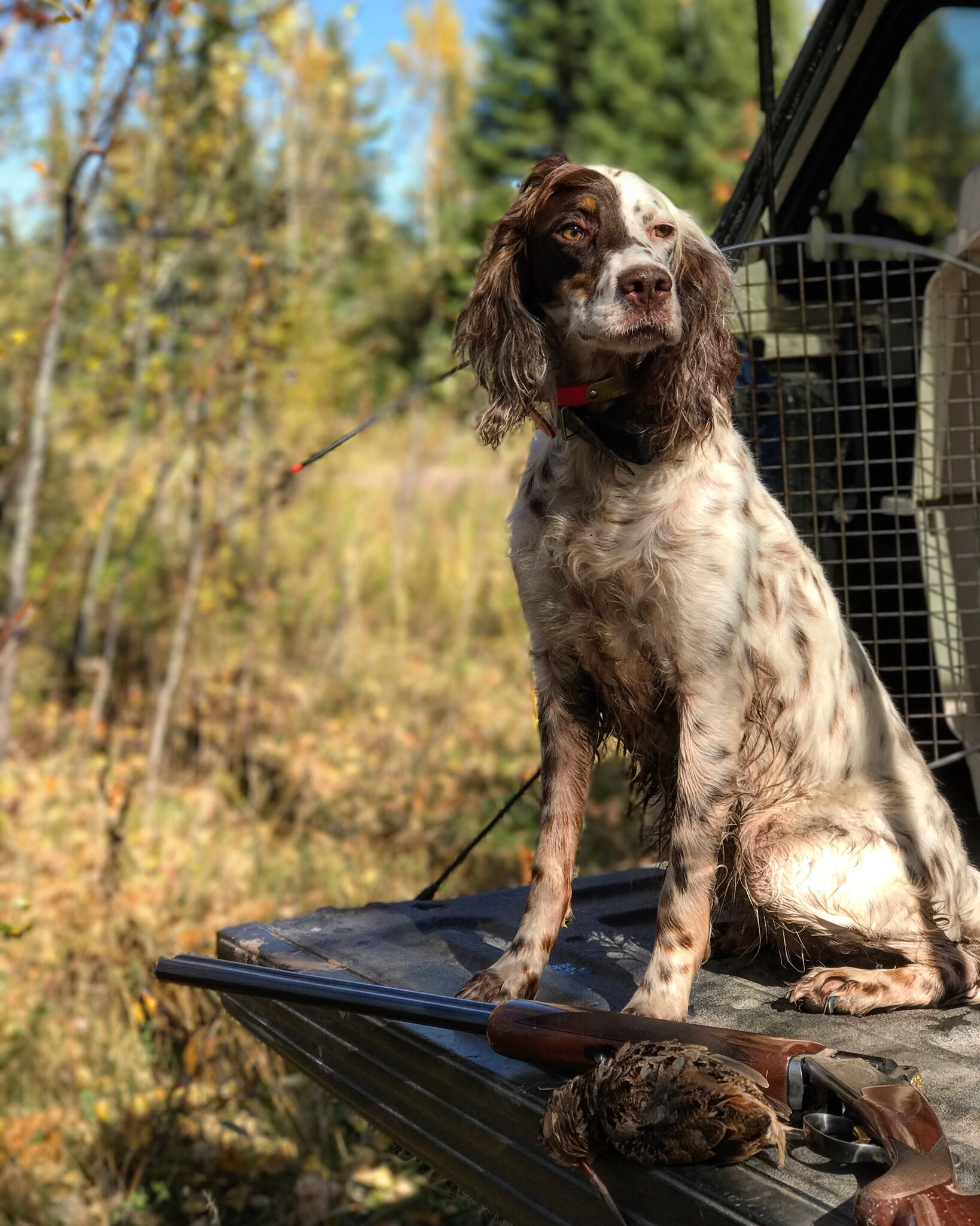 Widget is in heat now – PAINT RIVER SETTERS
