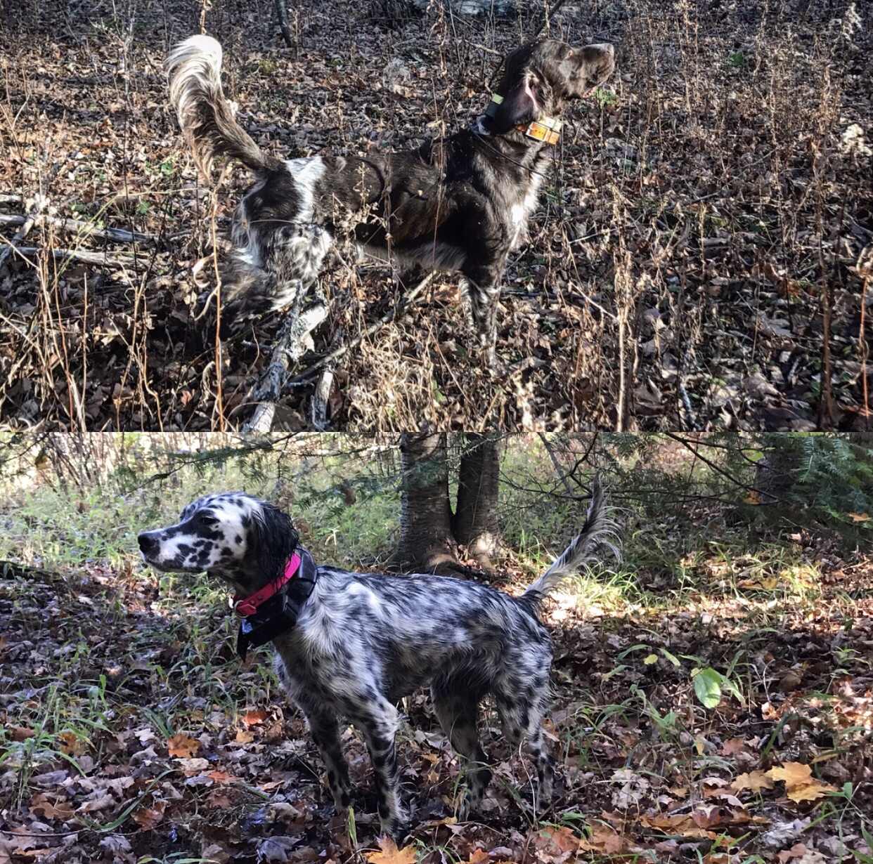 Ripple by Chippewa – PAINT RIVER SETTERS