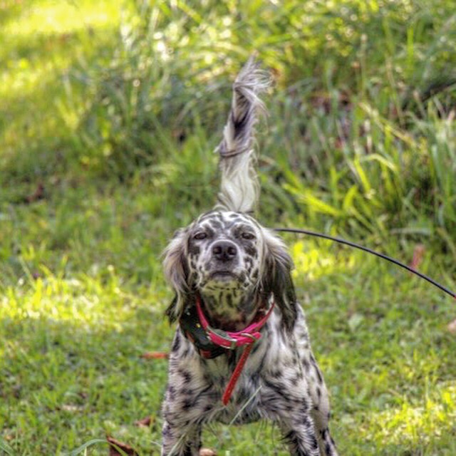 Happy New Year from PRL! – PAINT RIVER SETTERS