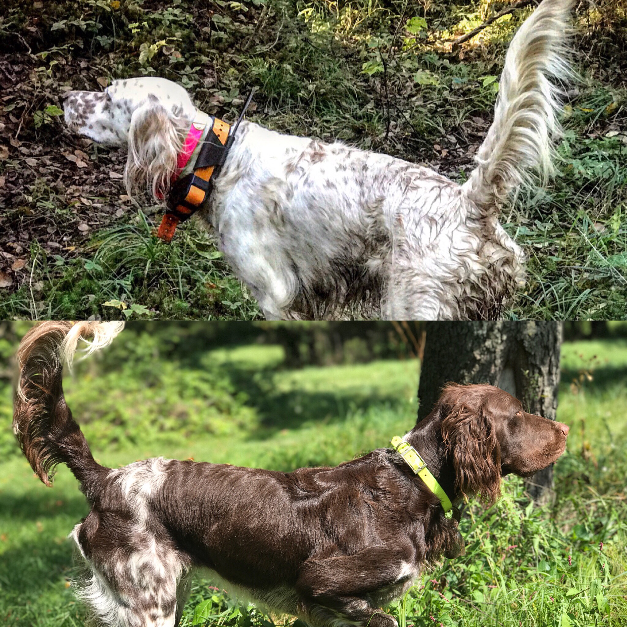 Omiimii bred to Chippewa – PAINT RIVER SETTERS