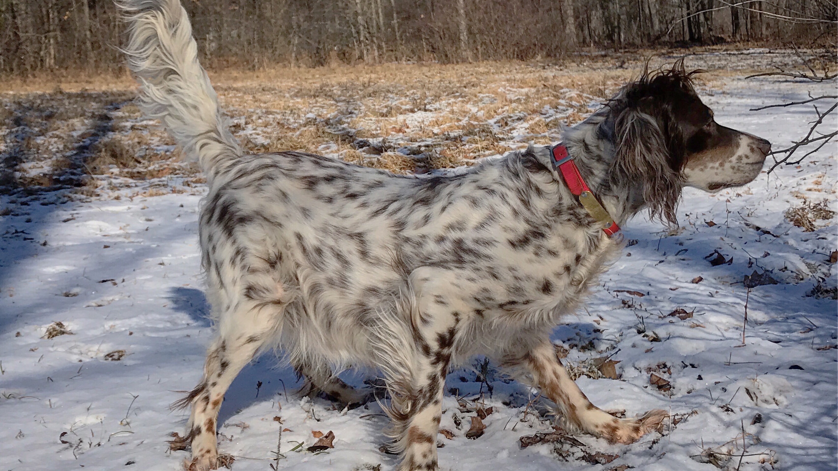 11 days to due date – PAINT RIVER SETTERS