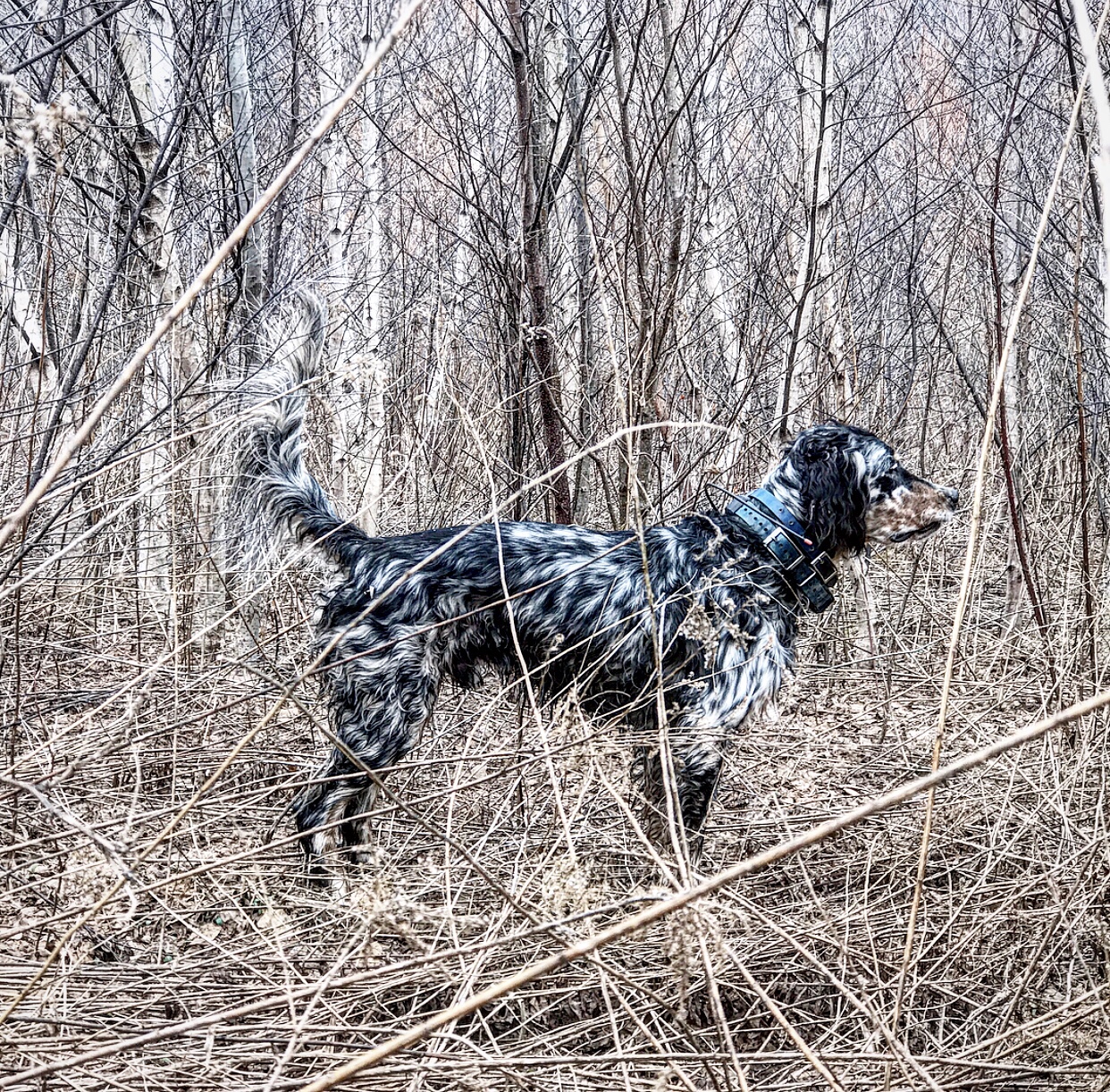 The season’s close. – PAINT RIVER SETTERS