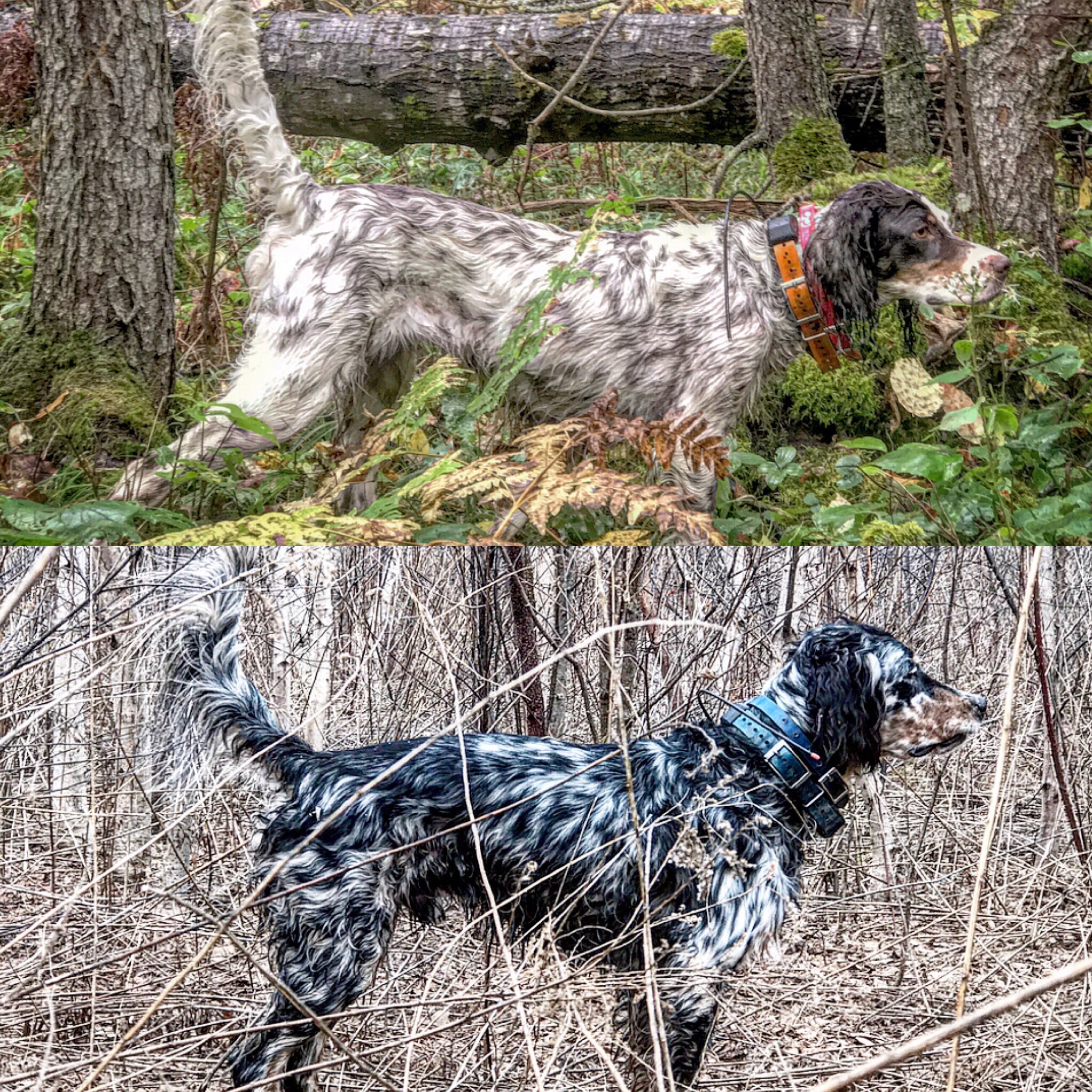 Duncan has been busy… – PAINT RIVER SETTERS