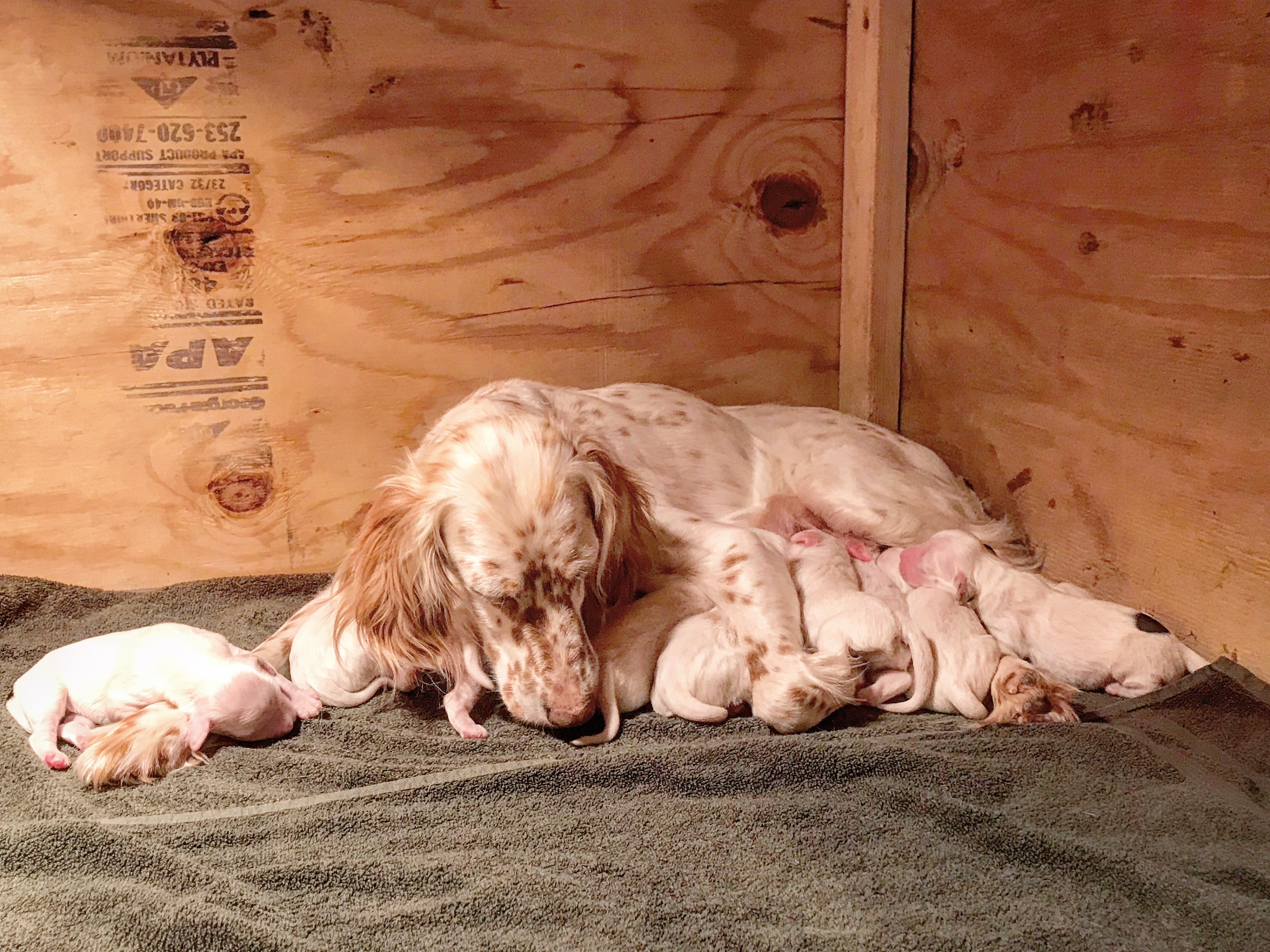 Three litters arrived – PAINT RIVER SETTERS