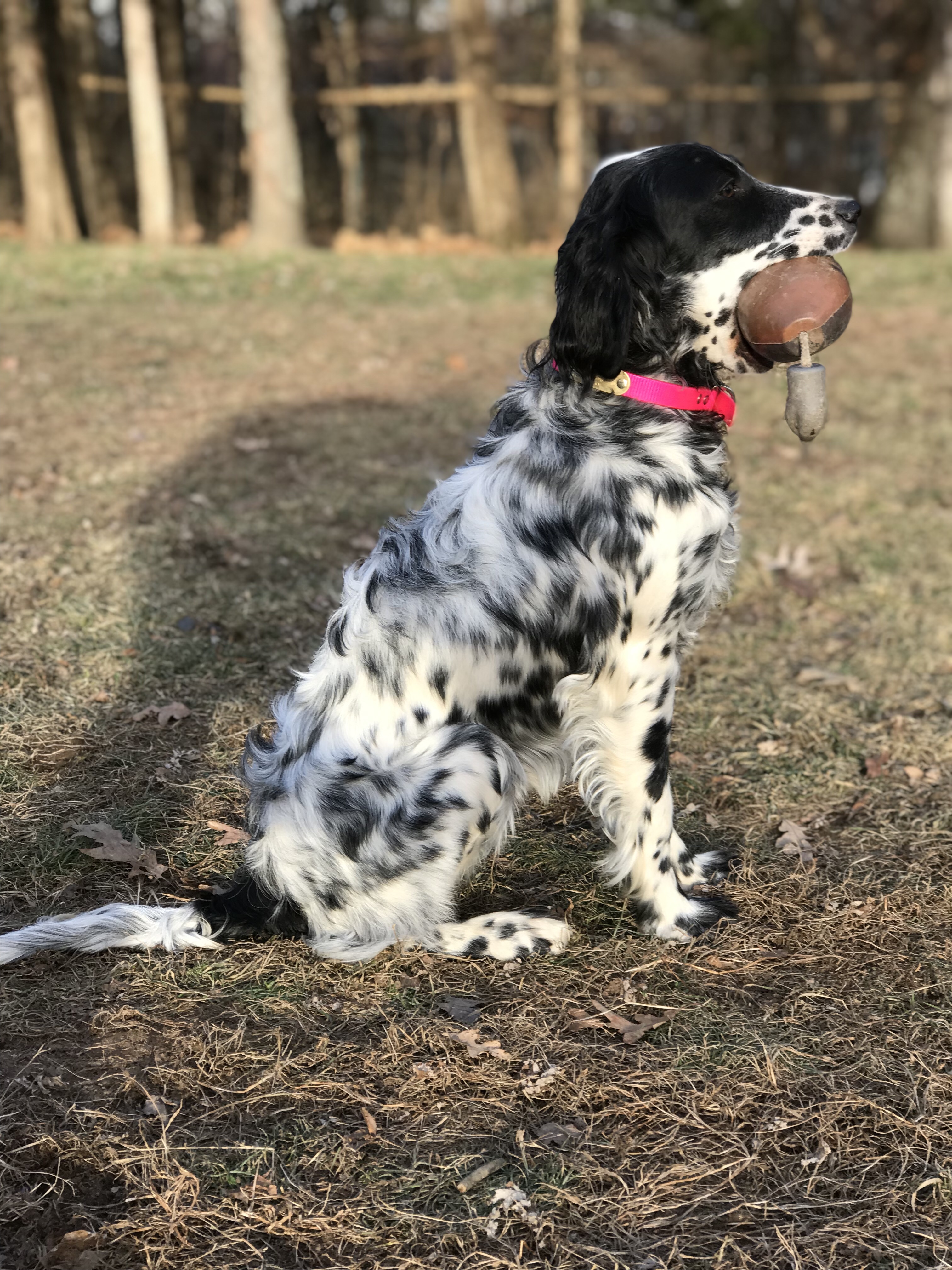 Azaadi – PAINT RIVER SETTERS