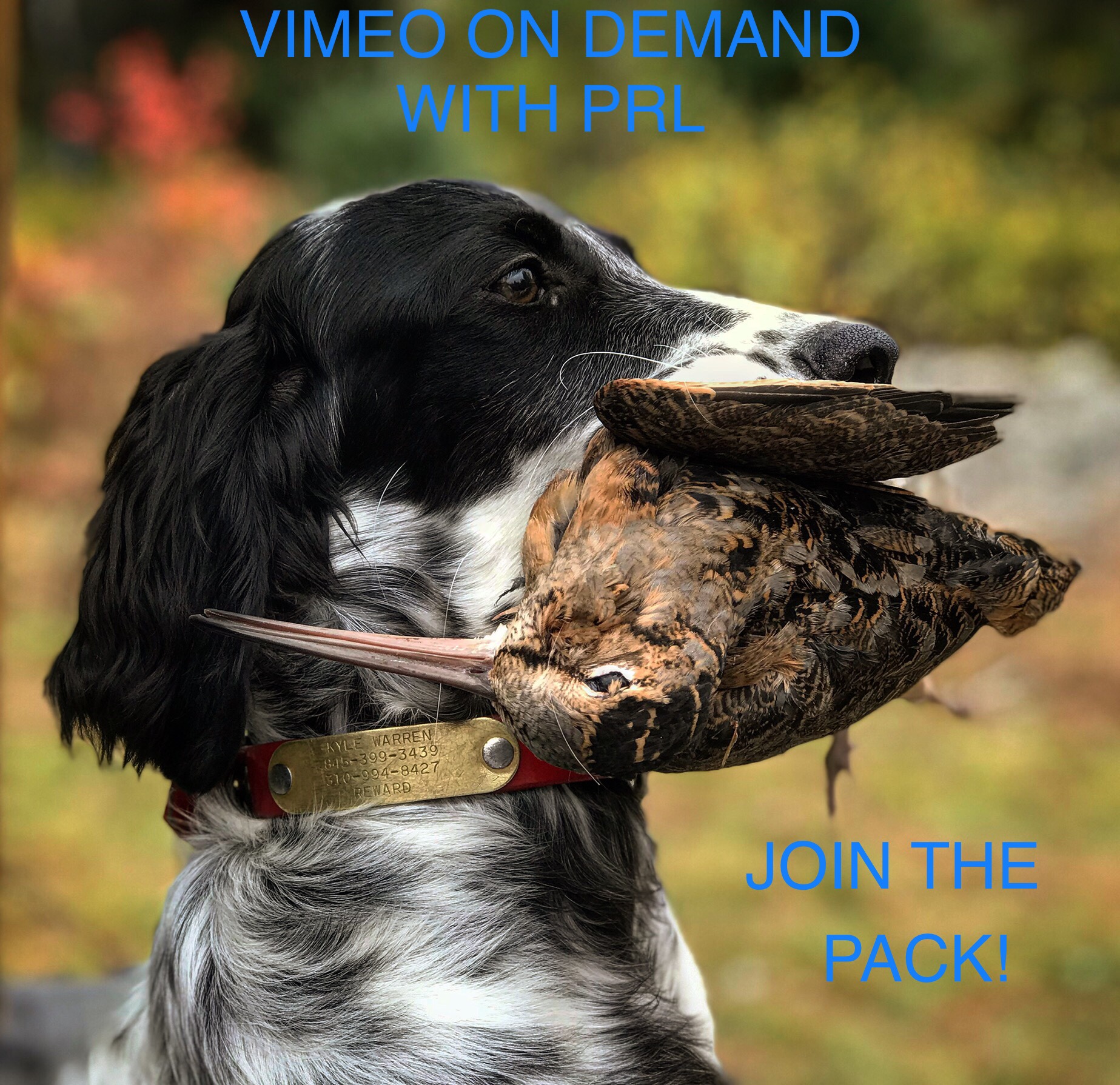 Become a member of PRL Vimeo On Demand! – PAINT RIVER SETTERS