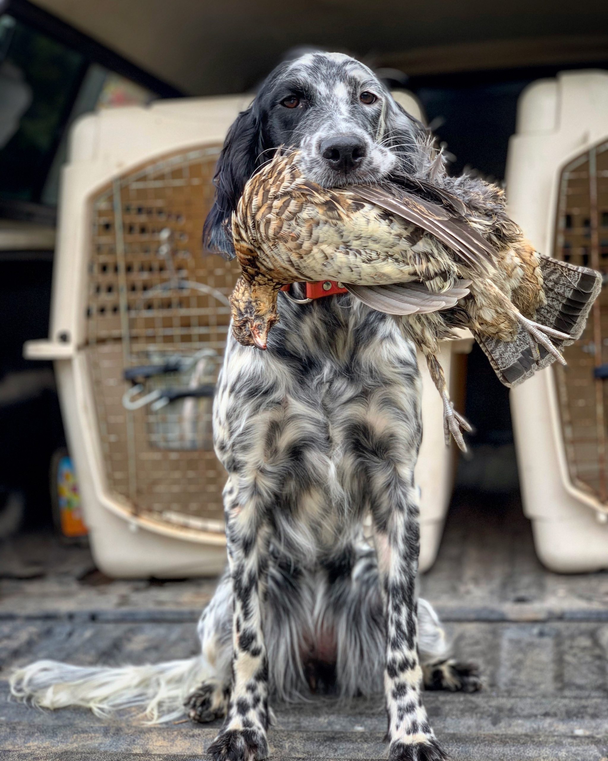 9ac549d1-6f77-4099-a2ca-d637056b6ea8 – PAINT RIVER SETTERS