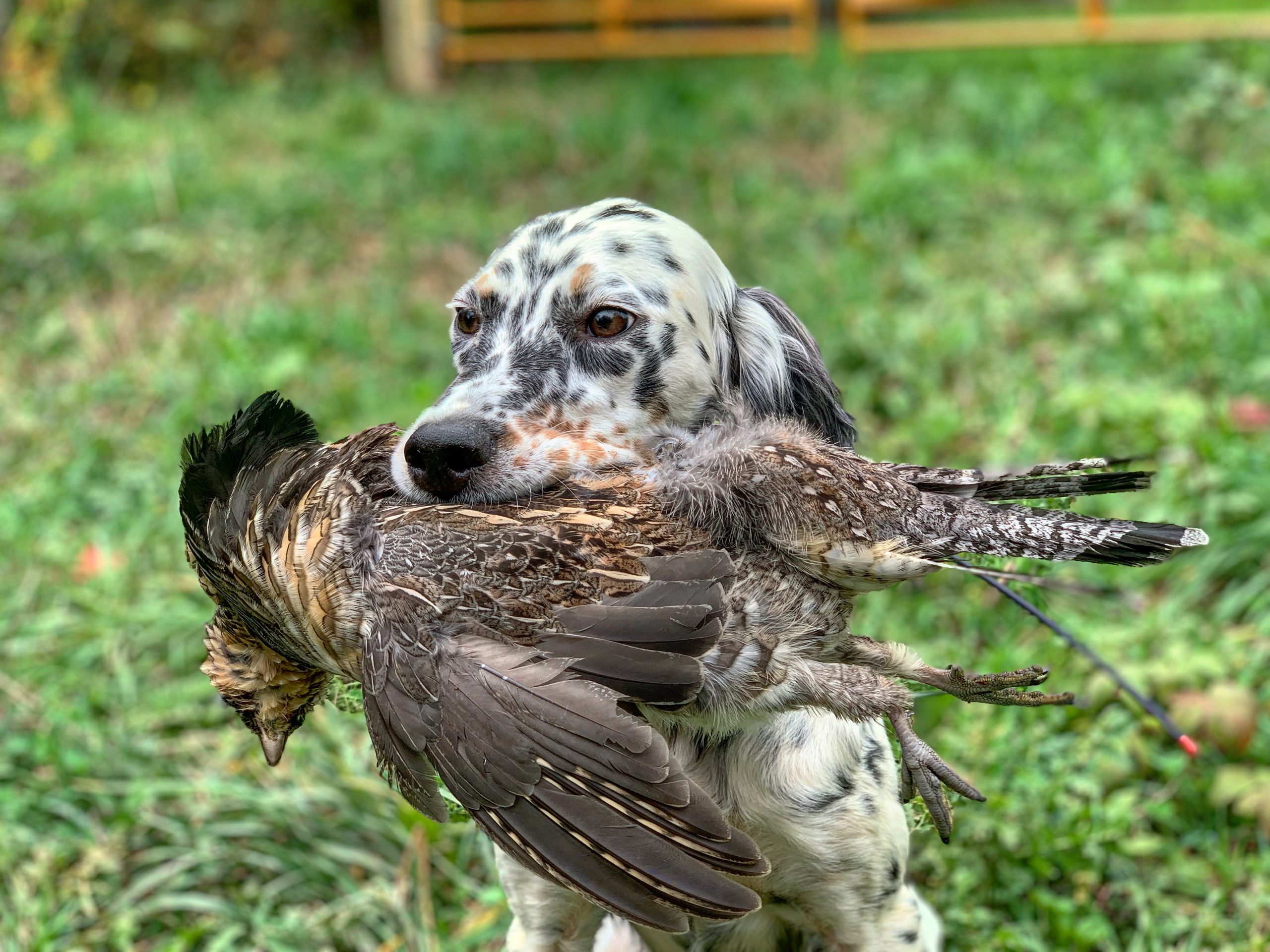 WAAWAATE PUPPIES AVAILABLE – PAINT RIVER SETTERS