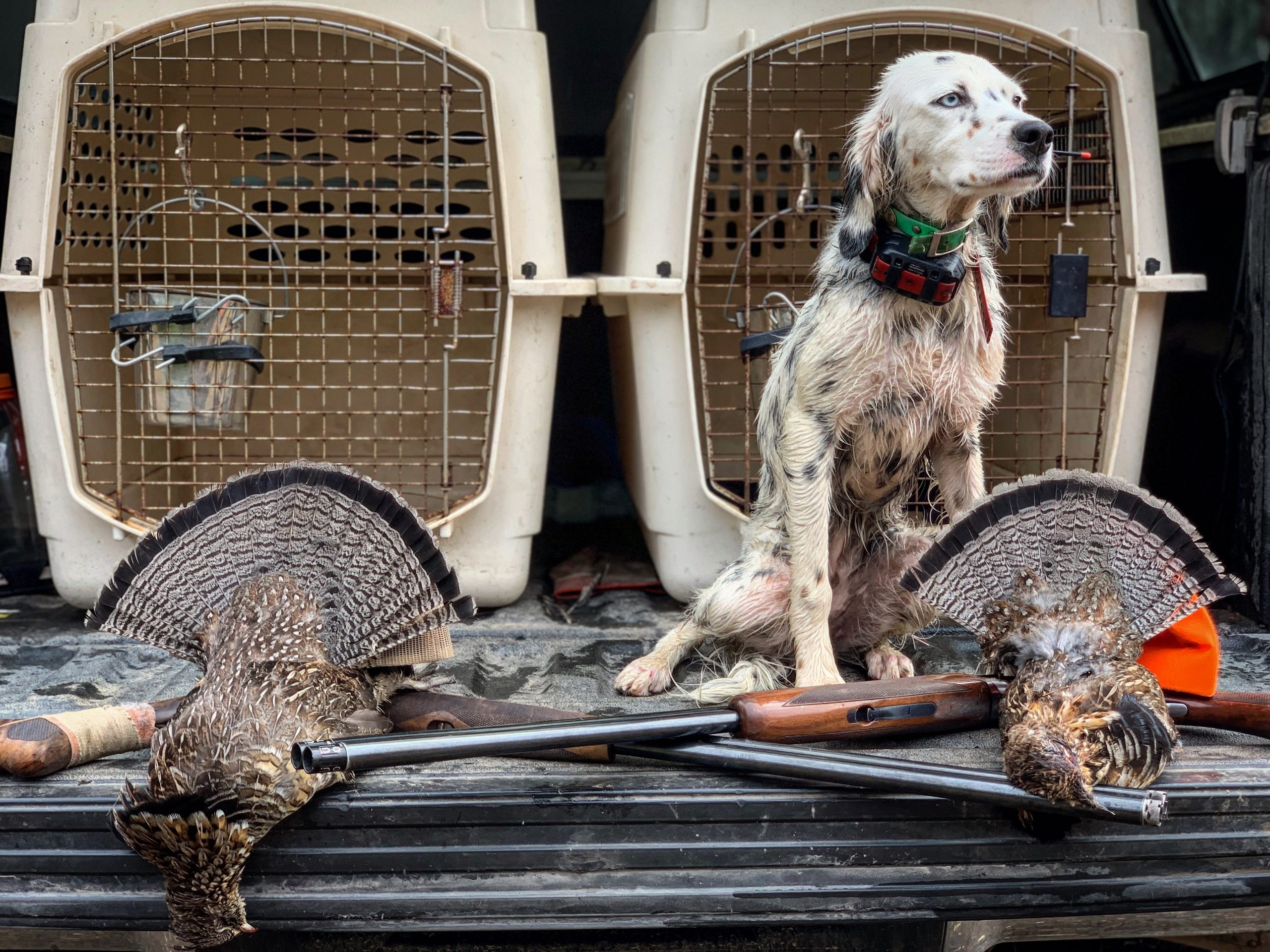 e48546e7-6d73-4de8-a3ab-6337b377f52b-2-1 – PAINT RIVER SETTERS