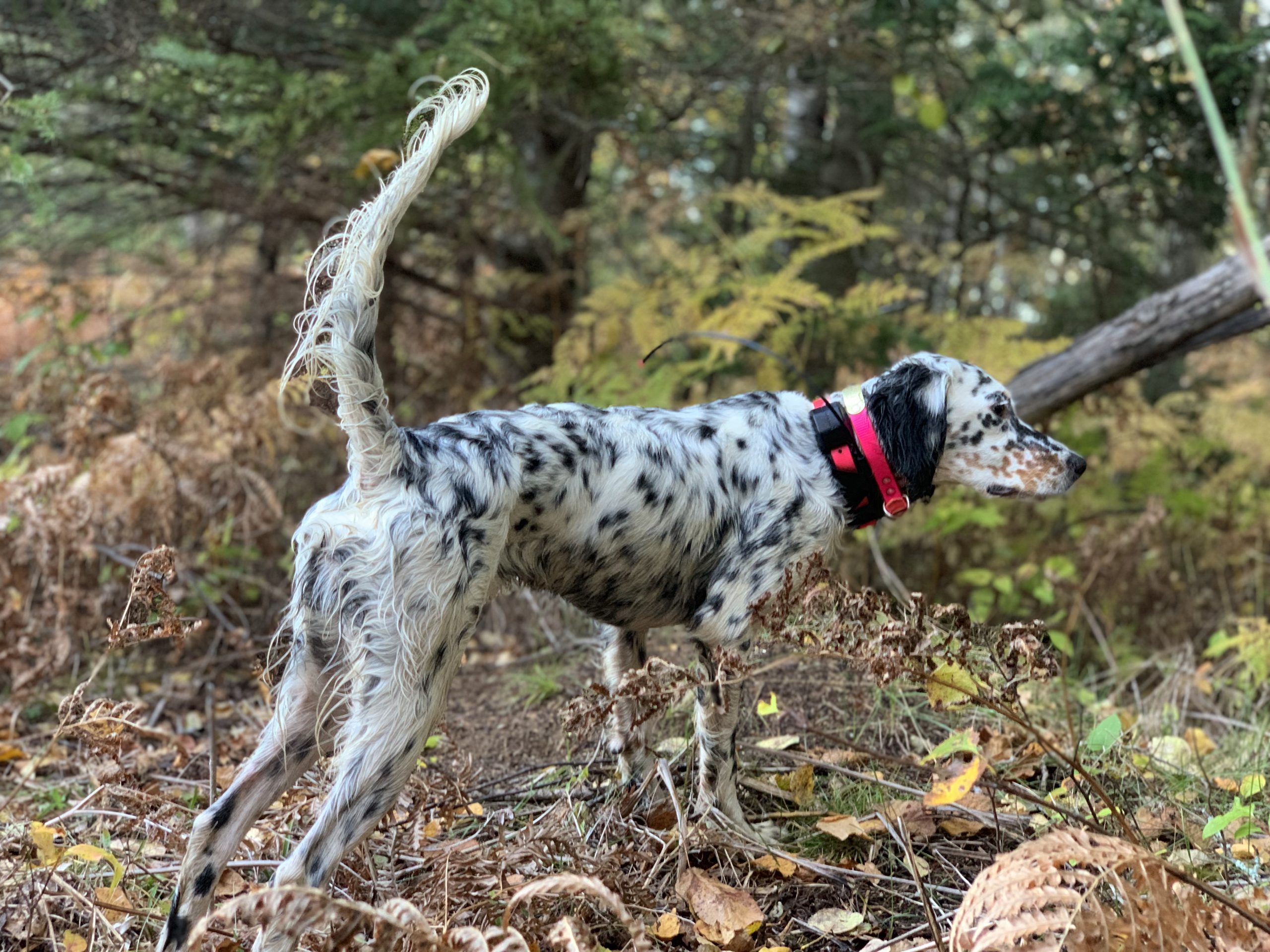 img_2565 – PAINT RIVER SETTERS