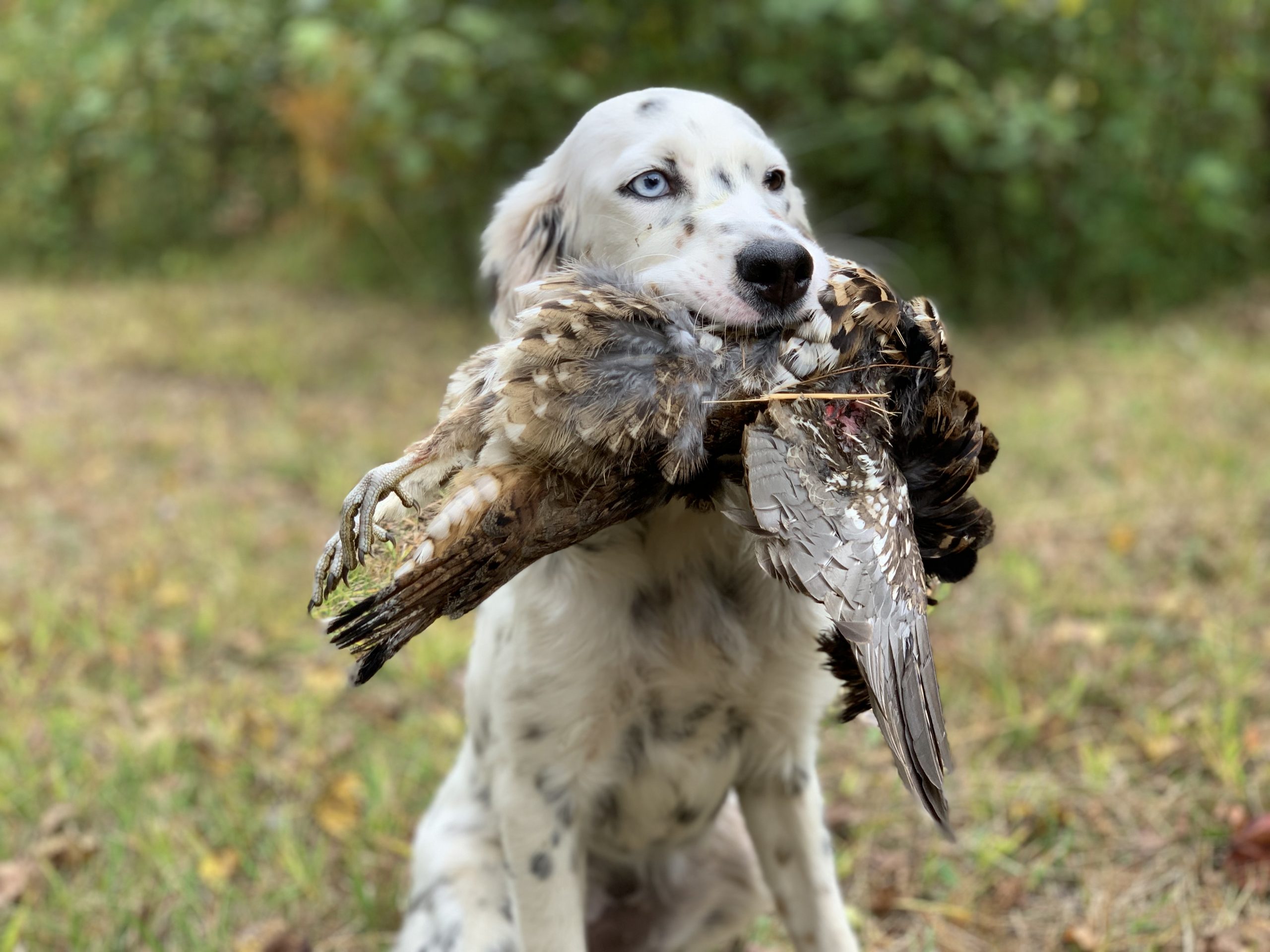 img_9976 – PAINT RIVER SETTERS