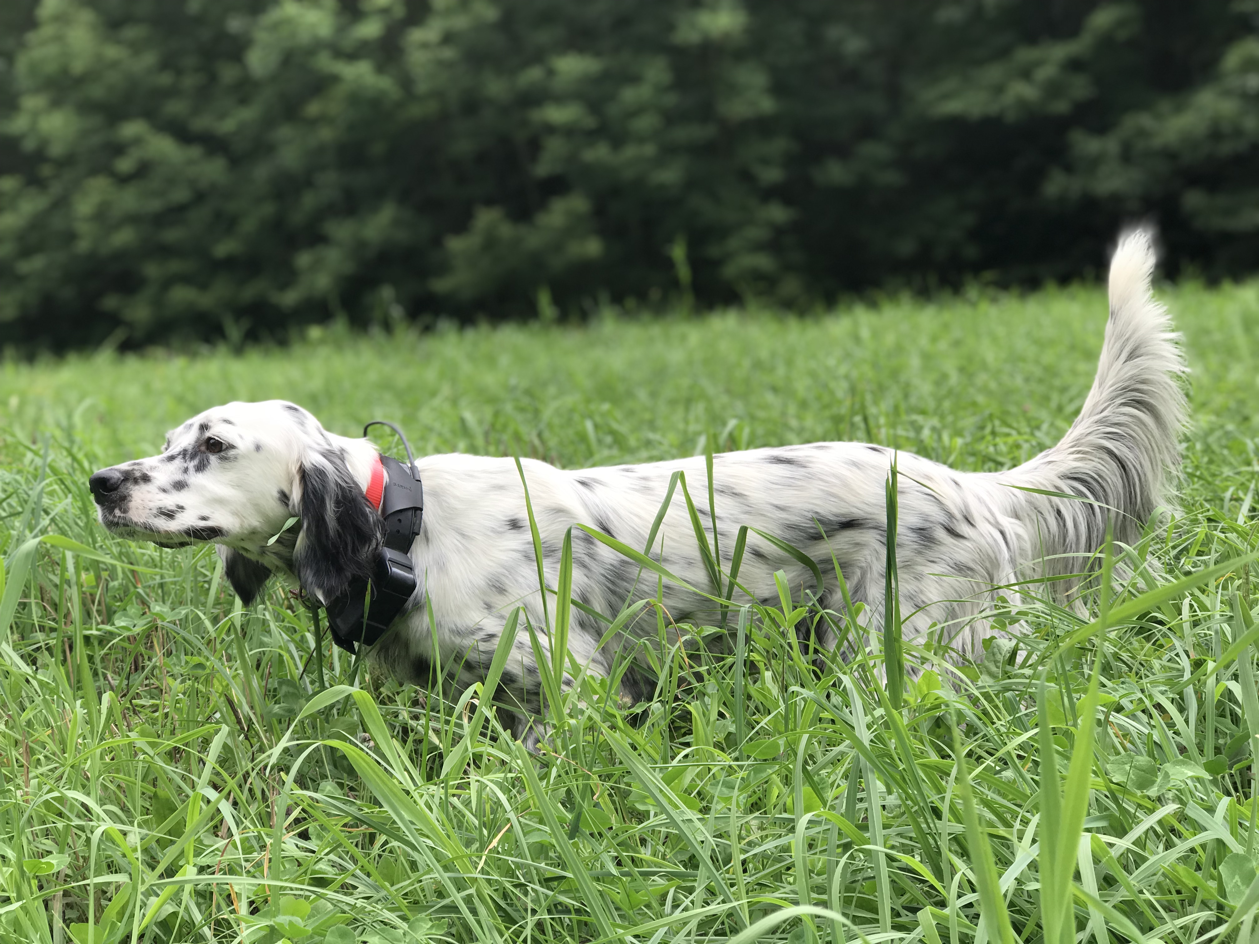 It’s breeding season at PRL! – PAINT RIVER SETTERS