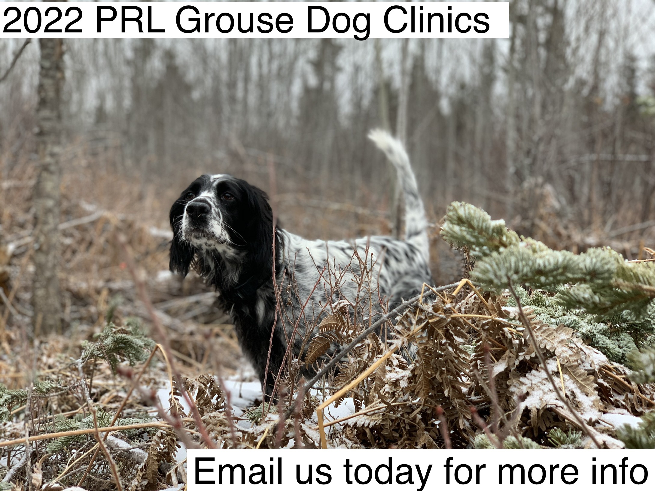 2022 PRL Grouse Dog Clinics – PAINT RIVER SETTERS