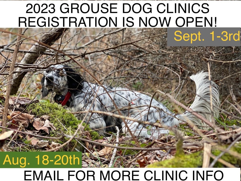 2023 Grouse dog clinics – PAINT RIVER SETTERS