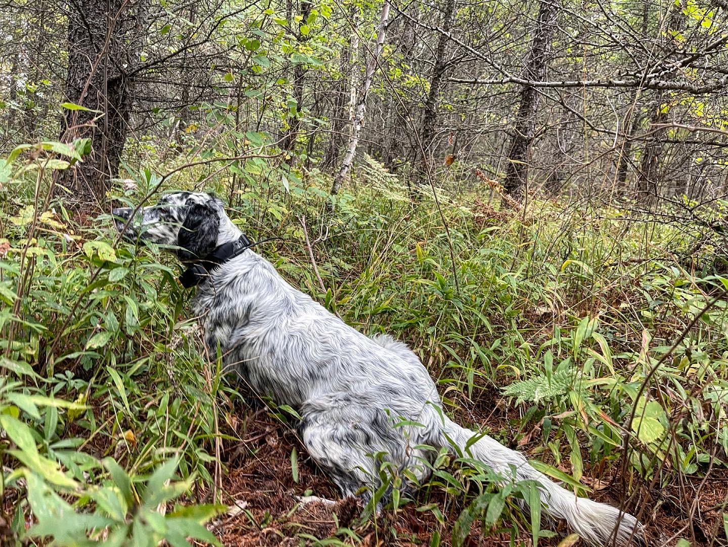 F80949E2-A09C-4FA8-9FD7-A21E7F04AF30 – PAINT RIVER SETTERS