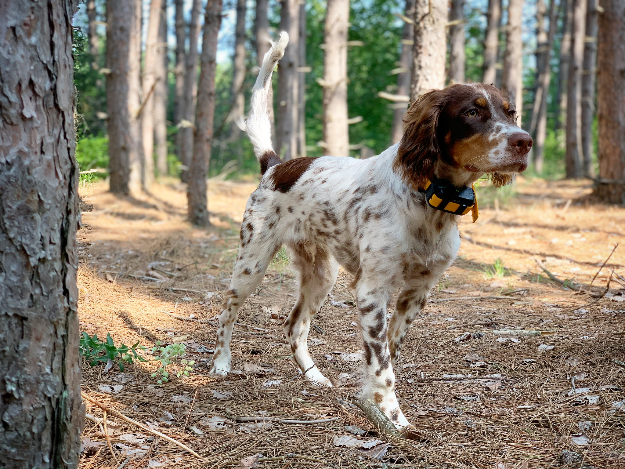 80108D33-0002-4851-9A50-DAB6FE29D189 – PAINT RIVER SETTERS