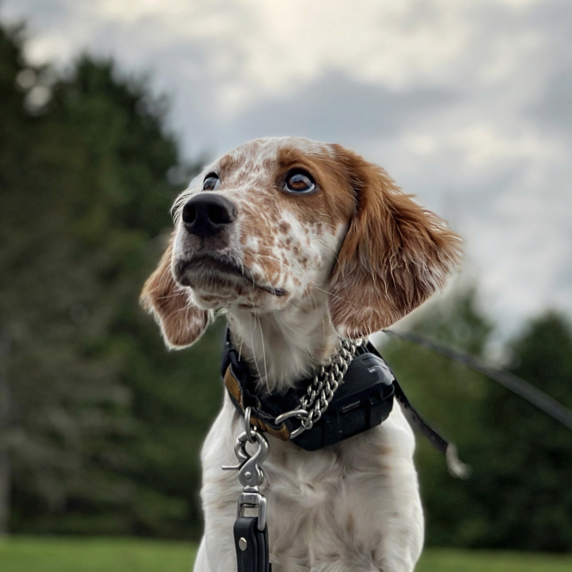 Young Started pup available – PAINT RIVER SETTERS